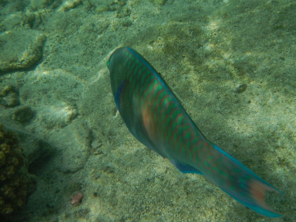 "Ryba Papuga" Concorde Moreen Beach Resort & Spa (Marsa Alam ...