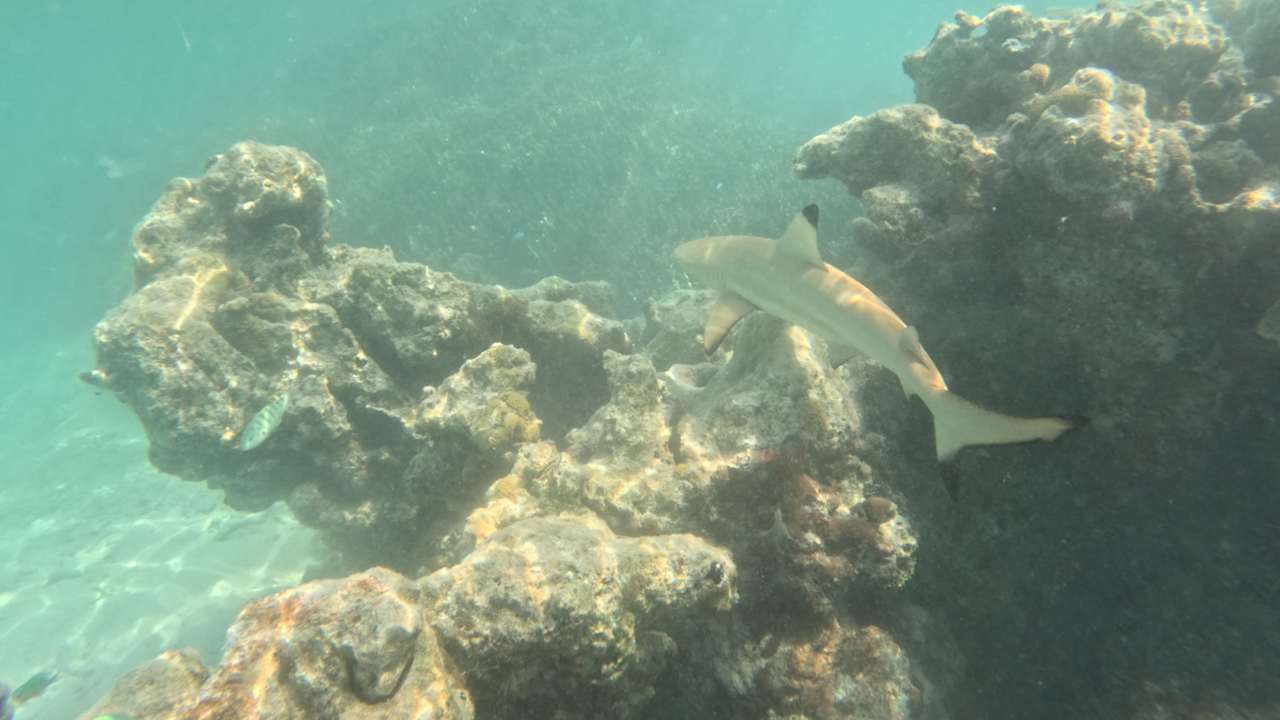 "Schnorcheln am Hausriff" Hotel Riu Palace Maldivas (Kudahuvadhoo ...