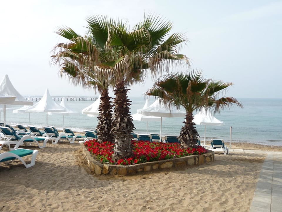 "Palmen und Blumen sogar a..." Turquoise Hotel (Side - Sorgun ...