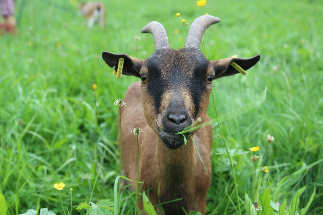 "Ziege" Lohner Hof (Chieming) • HolidayCheck (Bayern | Deutschland)