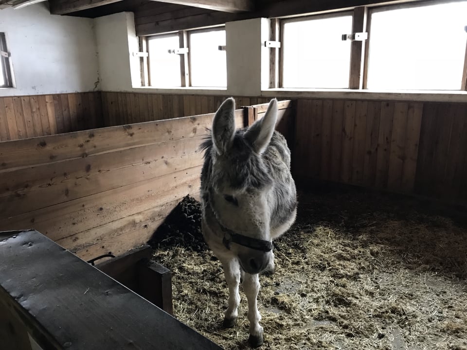 "Esel im Stall" Familienhotel Replerhof (Prägraten am Großvenediger ...
