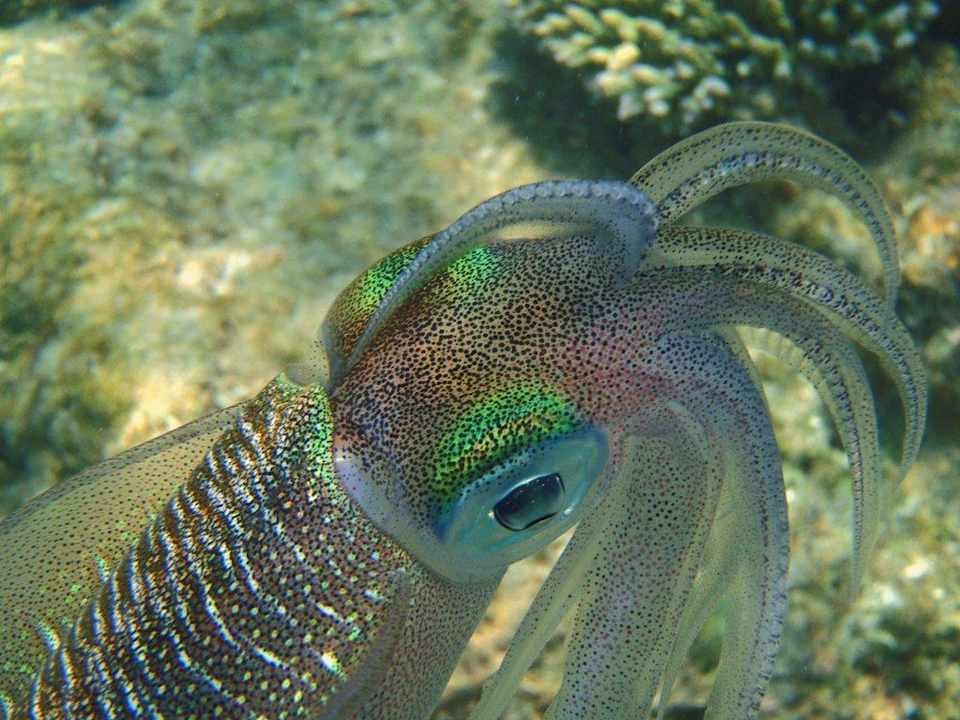 "Sepien Hausriff Veldhu" Velidhu Island Resort (Rasdhoo) • HolidayCheck ...