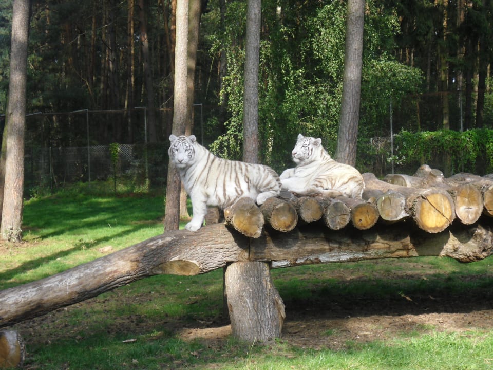 "Affengehege" Serengeti-Park Lodges Hodenhagen (Hodenhagen ...