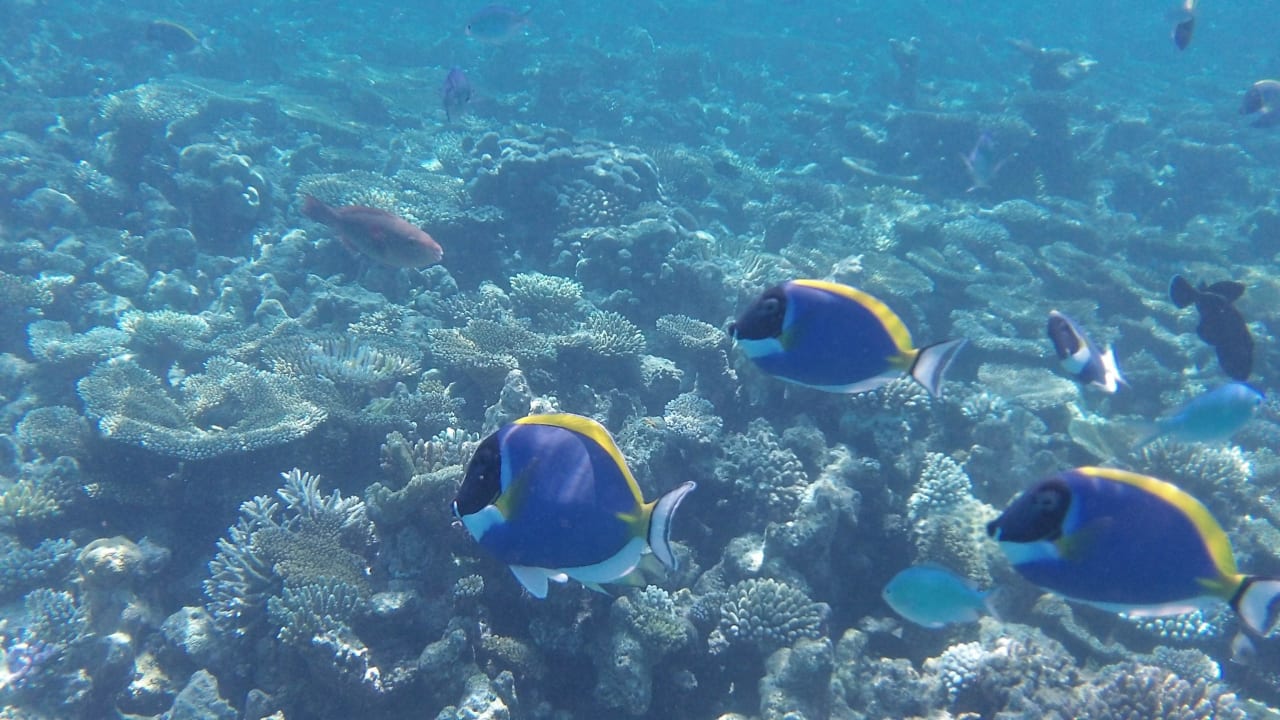 "Hausriff" Meeru Maldives Resort Island (Dhifushi) • HolidayCheck ...