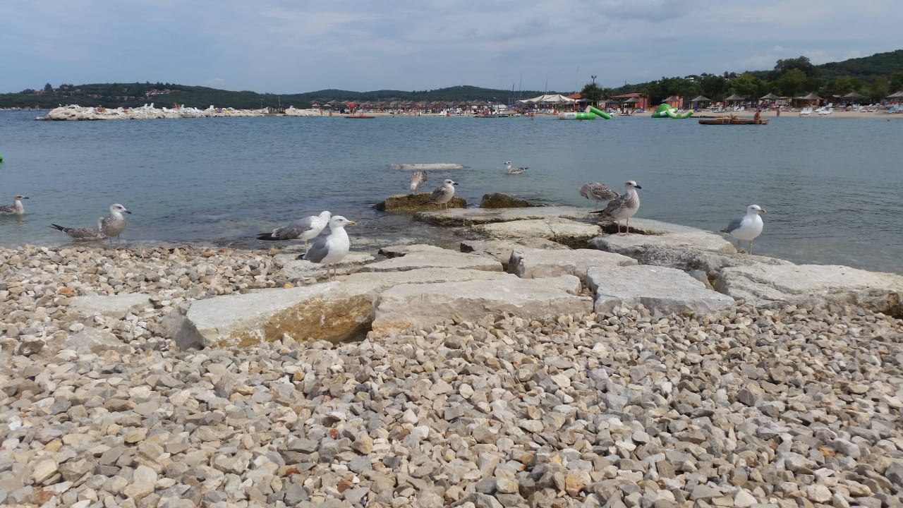 "Strand" FKK Valalta (Rovinj) • HolidayCheck (Istrien | Kroatien)