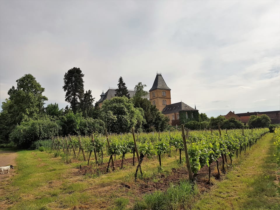 "Umgeben von Wein" Hotel Schloss Edesheim (Edesheim) • HolidayCheck ...