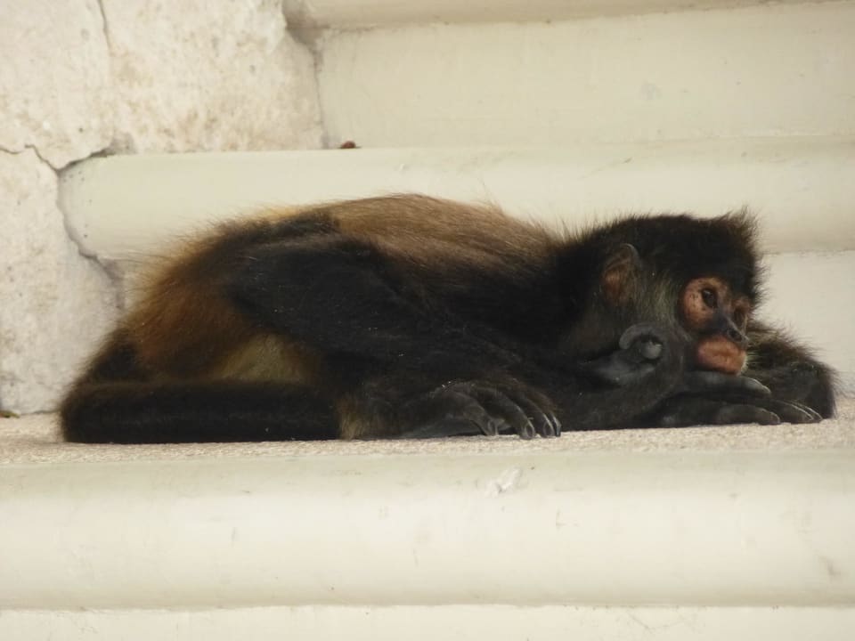 "Spinnenaffe" Secrets Maroma Beach Riviera Cancun - Adults only (Playa ...