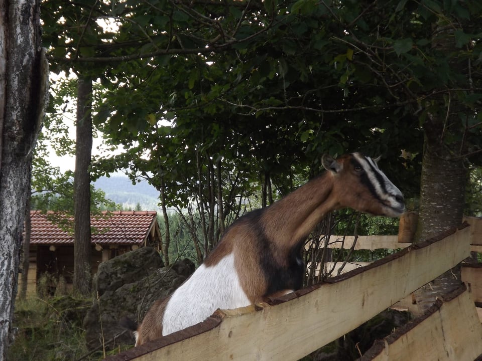 "Ziege im Streichelzoo des..." Wellness & Naturhotel Tonihof (Langdorf ...