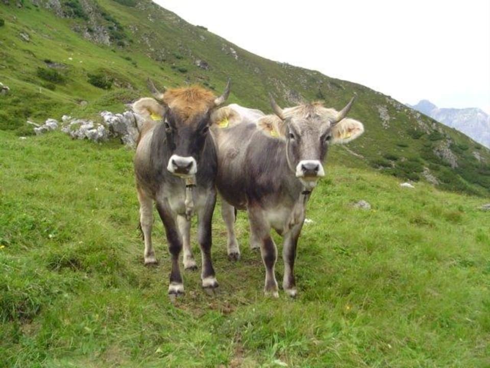 "Almkühe" Hotel Alfaierhof-Bergheimat (Gschnitz) • HolidayCheck (Tirol ...