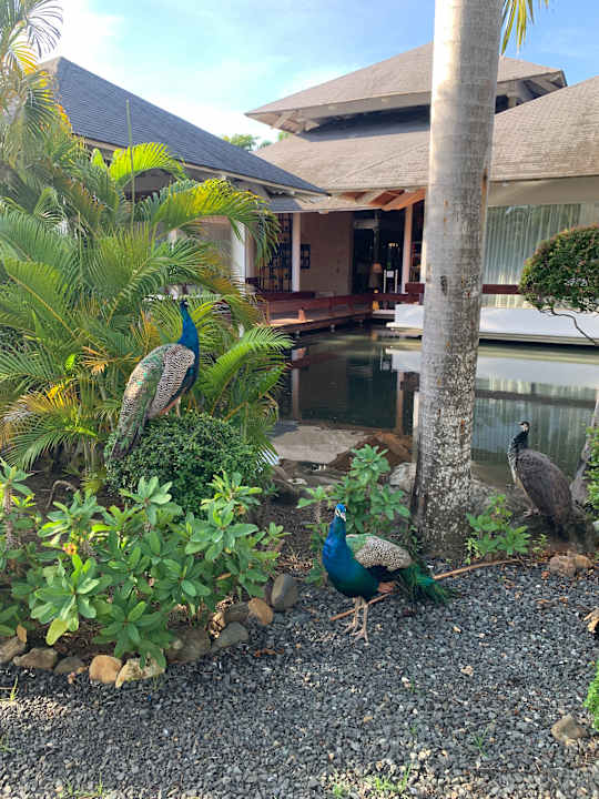 "Gartenanlage" Grand Bávaro Princess (Bavaro) • HolidayCheck ...