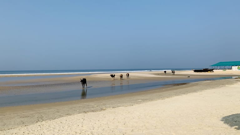 The Zuri White Sands, Resort & Casino (Varca Beach): Alle Infos zum Hotel